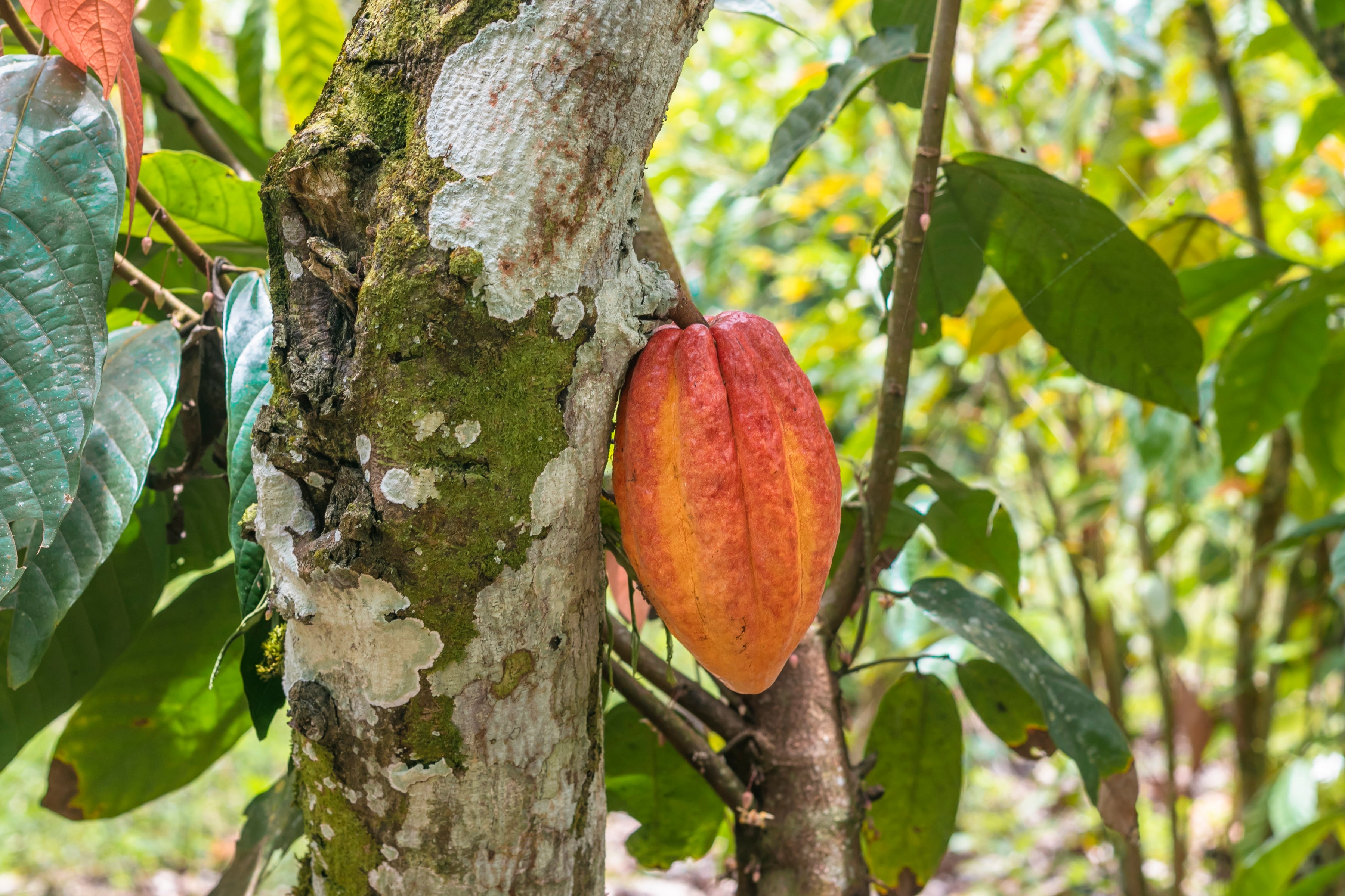 Acaoyer – Chocolat artisanal fabriqué de la fèves de cacao à Nantes